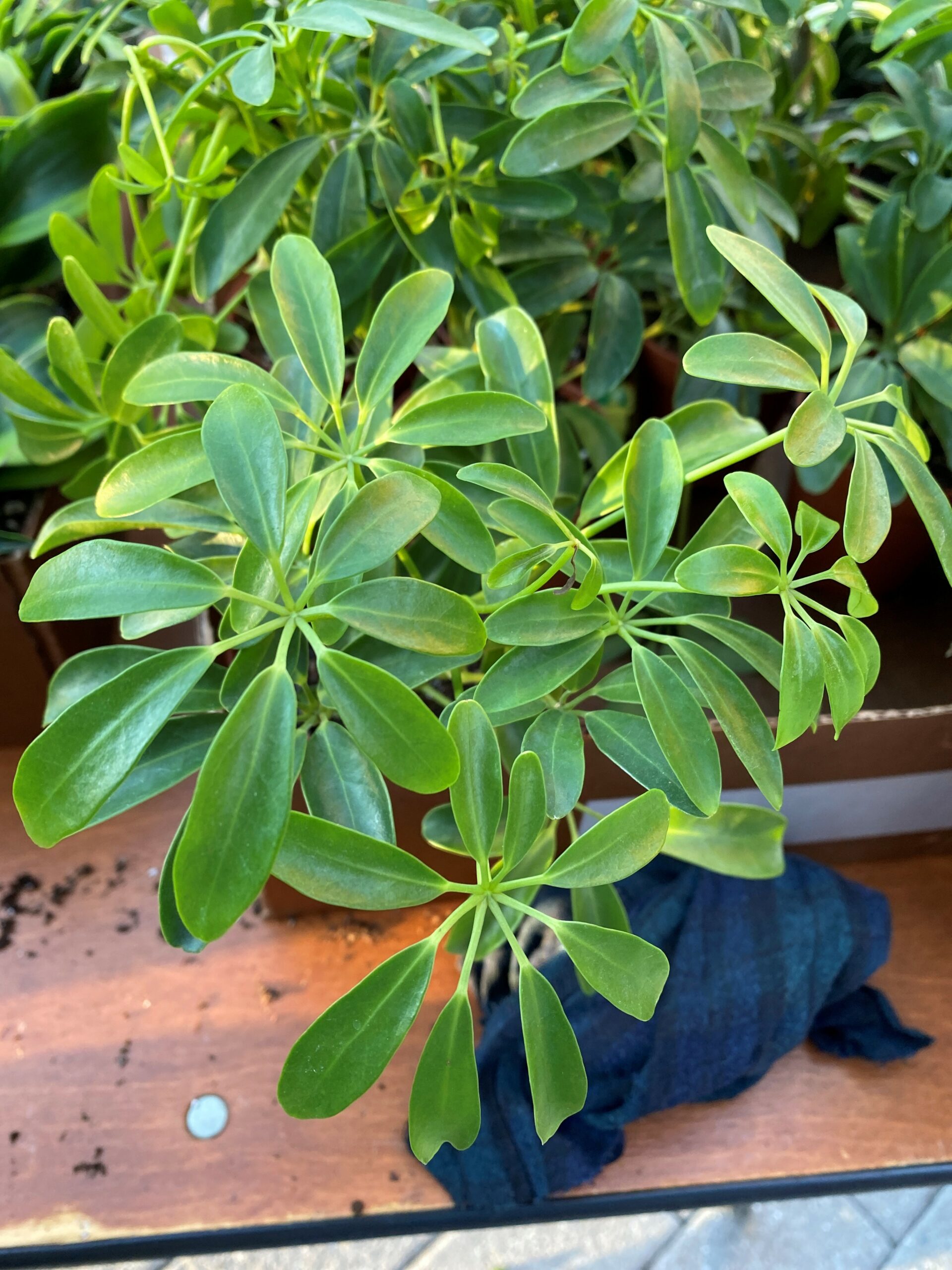 Event Recap & Tutorial: How to Host a DIY Planter Workshop & Plant Swap ...
