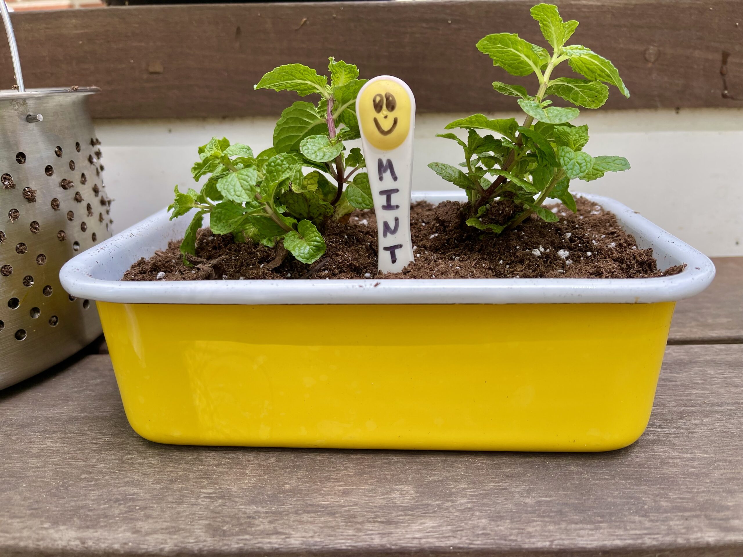 How To: An Upcycled Container Garden That Was “Mint” To Be - Finding ...